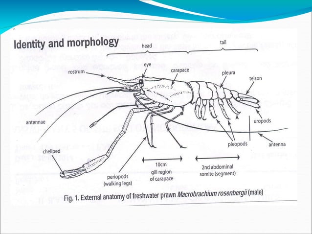 fresh water prawn | PPT