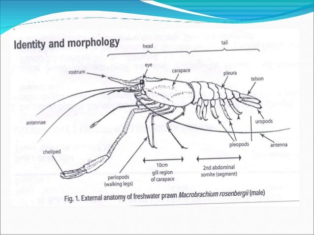 Fresh Water Prawn