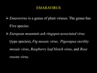 REDGRAM STERILITY MOSAIC VIRUS | PPTX