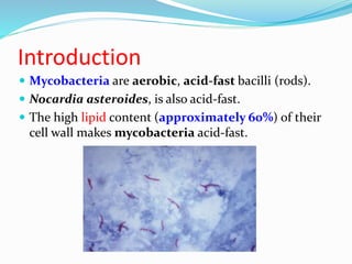 Tuberculosis Slide