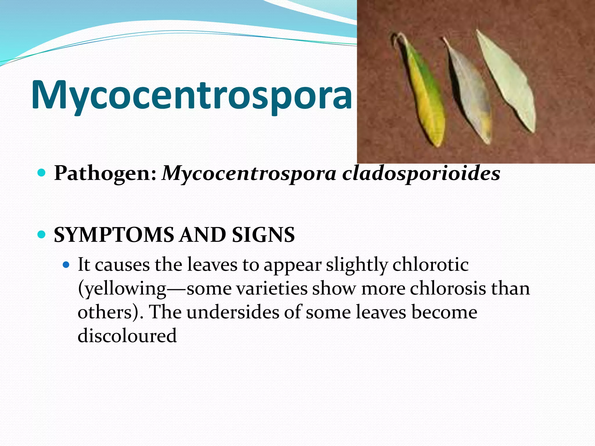 Different Diseases of Olive | PPTX