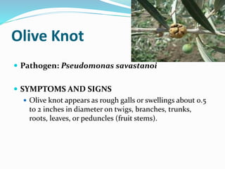 Different Diseases of Olive | PPTX