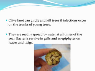 Different Diseases of Olive | PPTX