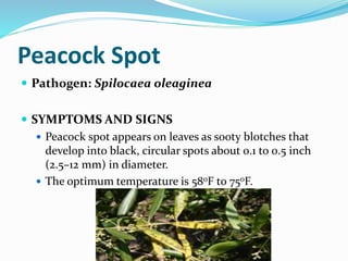 Different Diseases of Olive | PPTX