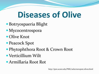 Different Diseases of Olive | PPTX
