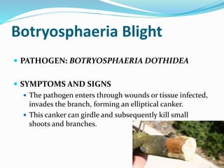 Different Diseases of Olive | PPTX