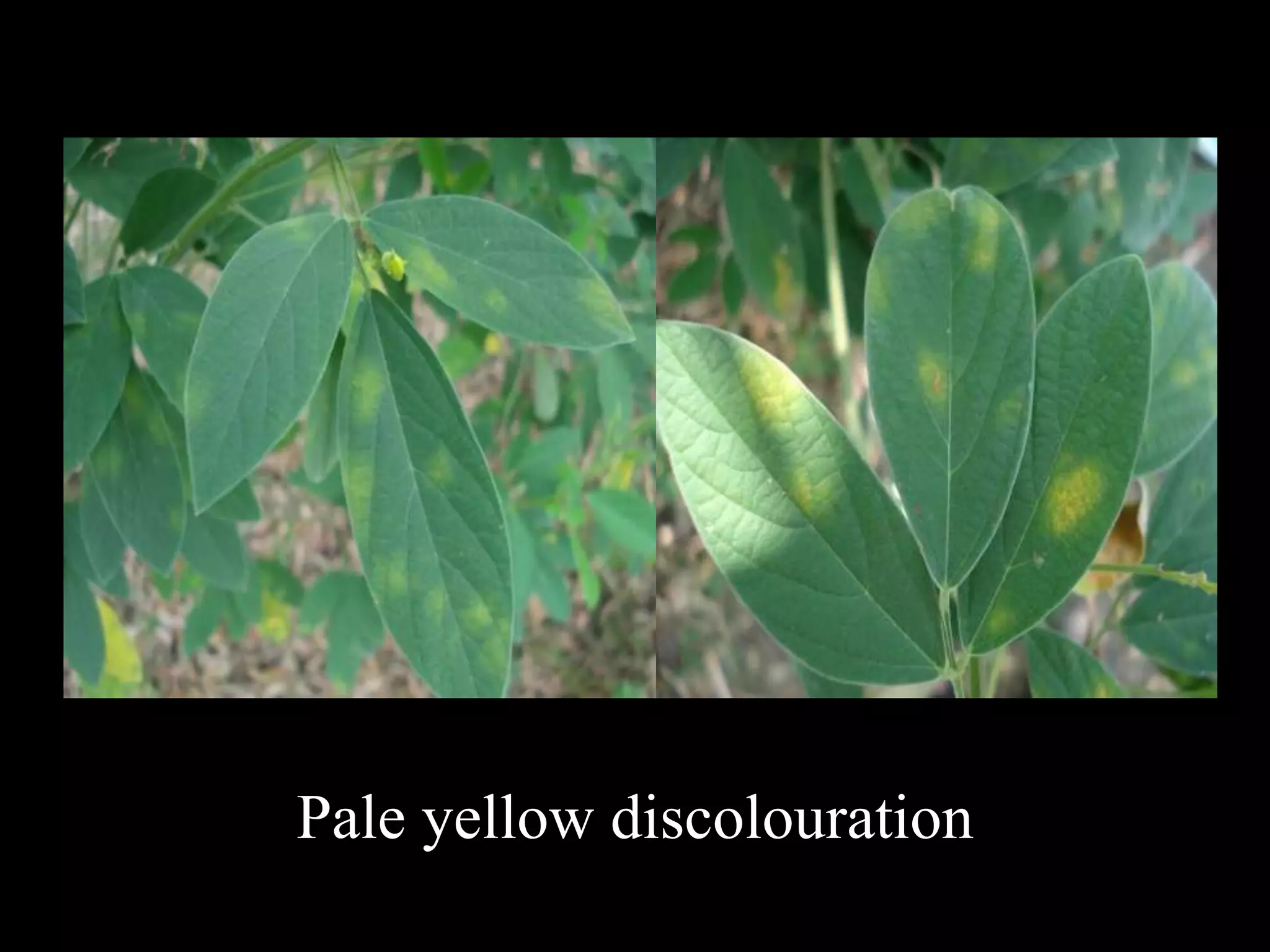 POWDERY MILDEW OF RED GRAM | PPTX