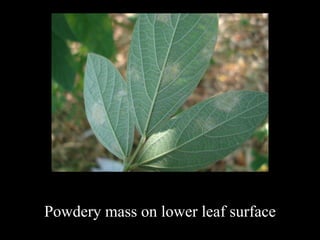 POWDERY MILDEW OF RED GRAM | PPTX