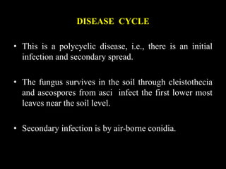POWDERY MILDEW OF CASTOR | PPTX
