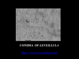 POWDERY MILDEW OF CASTOR | PPTX