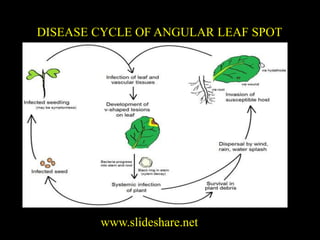 BACTERIAL BLIGHT OF COTTON | PPTX