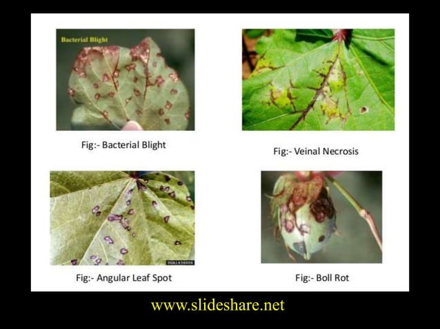 BACTERIAL BLIGHT OF COTTON
