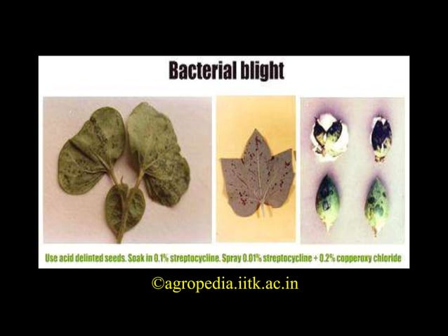 BACTERIAL BLIGHT OF COTTON