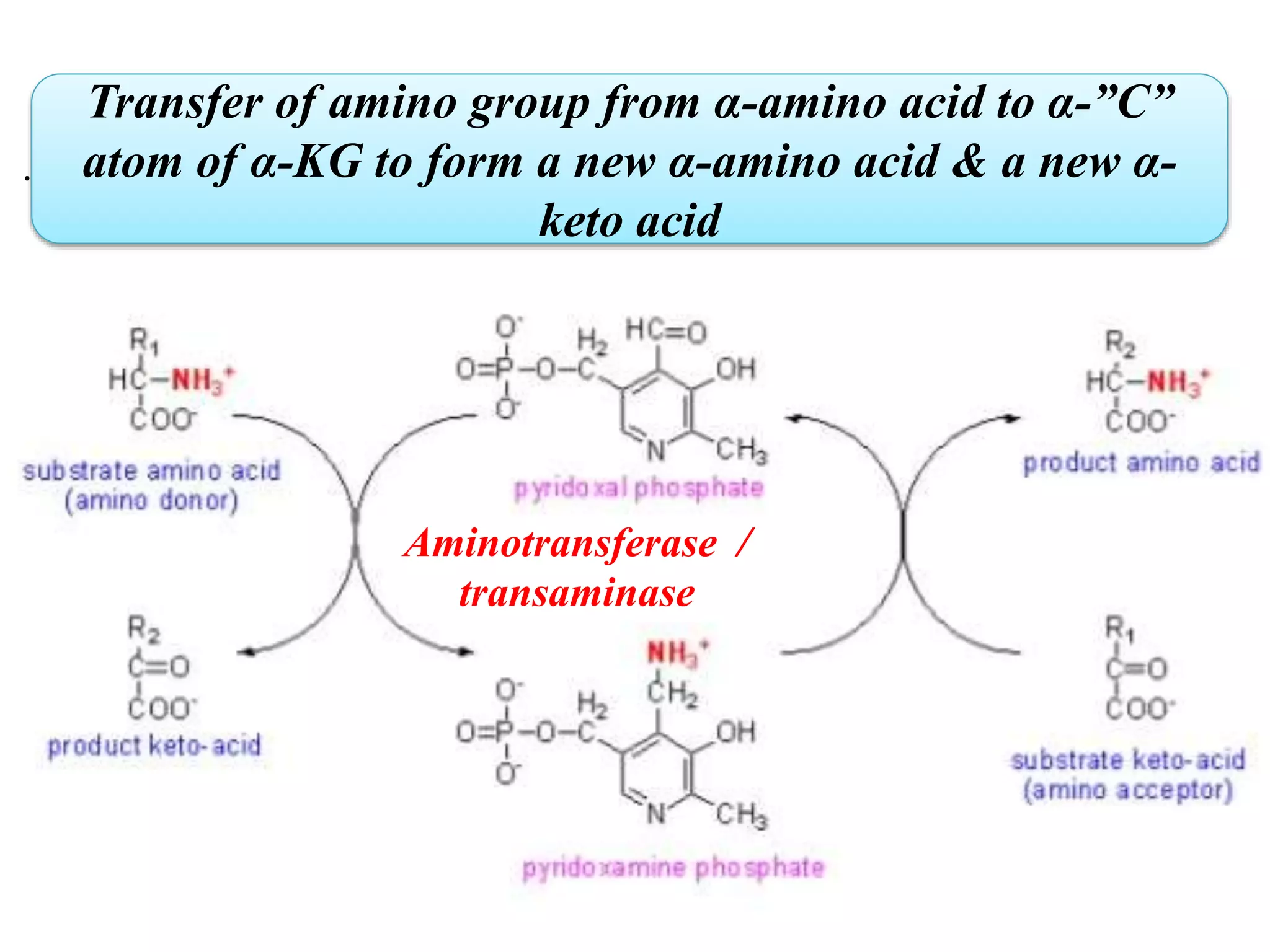 AAM-2- General reactions of amino acids | PPTX