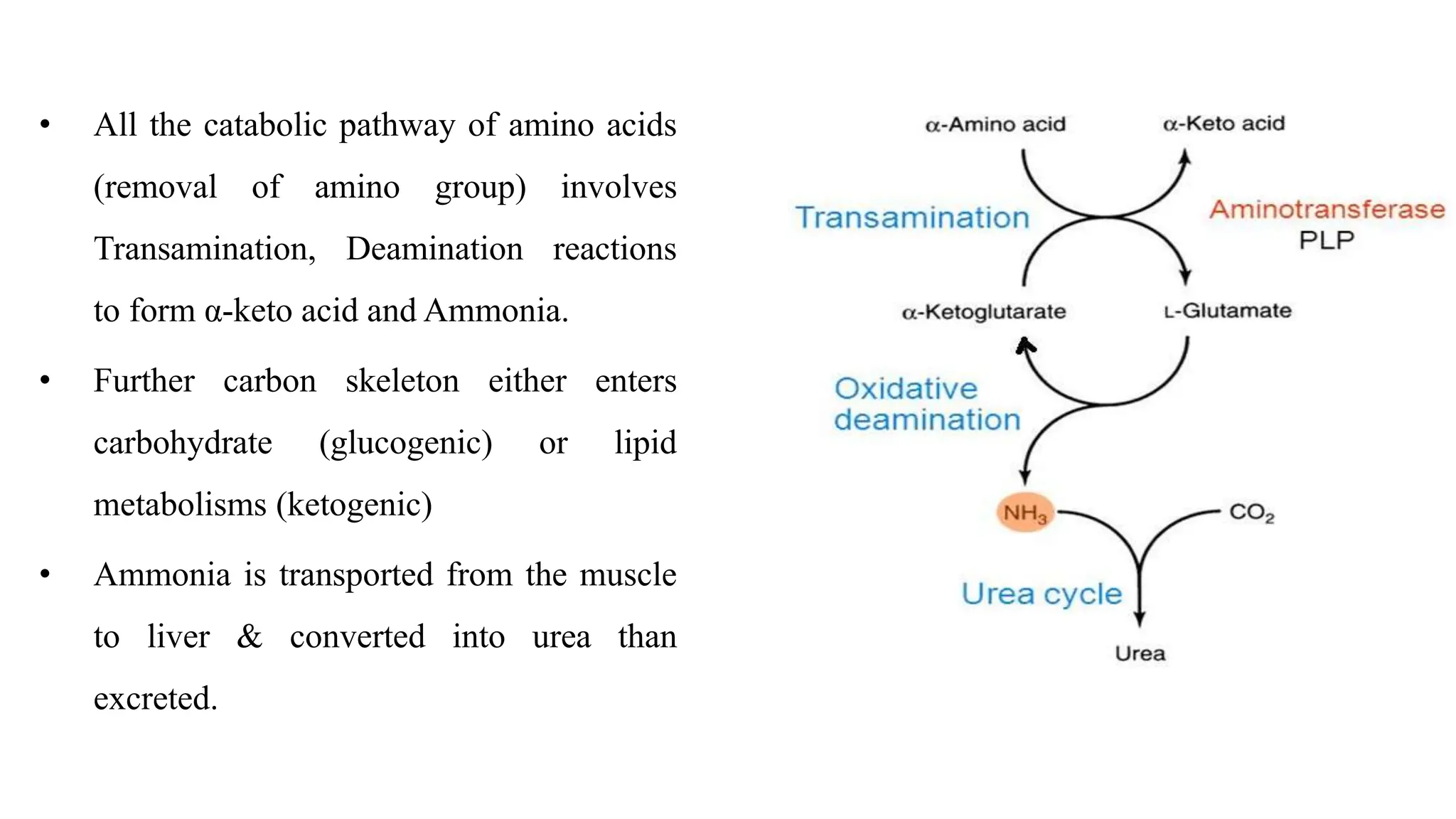 M-2- General Reactions of amino acids.pptx