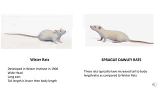 common laboratory animals part 1 | PPTX