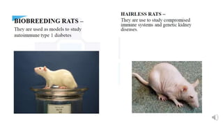 common laboratory animals part 1 | PPTX