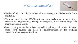 common laboratory animals part 1 | PPTX