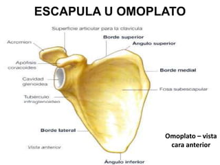M.s. 2 escapula u omoplato | PPTX