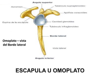 M.s. 2 escapula u omoplato | PPTX