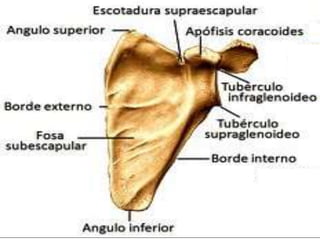 M.s. 2 escapula u omoplato | PPTX