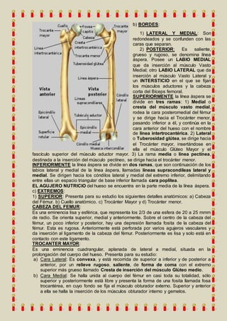 MIEMBRO INFERIOR. 2 EL HUESO FEMUR | DOCX