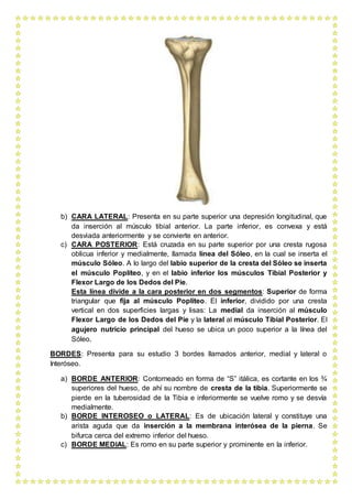 MIEMBRO INFERIOR 4. EL HUESO TIBIA | DOCX