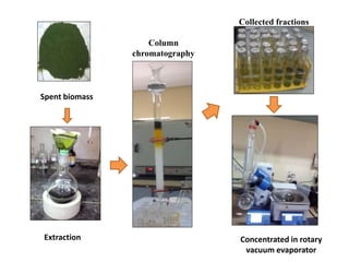 Metabolomic Profiling of Spent Biomass Of Marine Microalgae, Chlorella ...