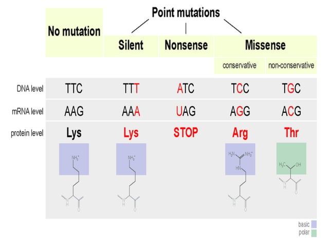 M.sc genetics study material | PDF