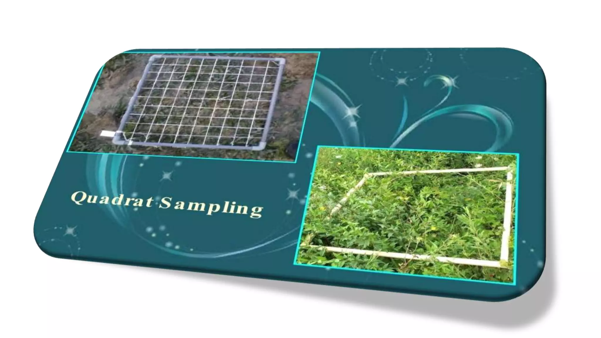 Ecological sampling | PPTX