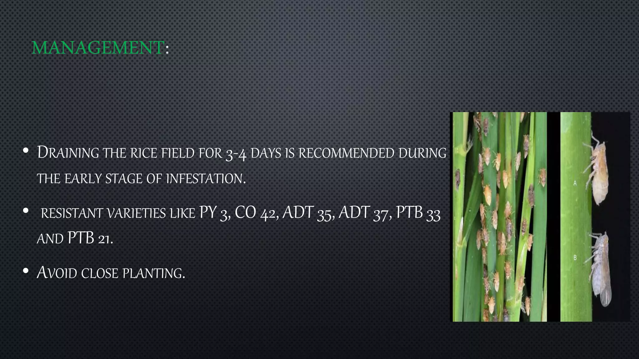 Organic pest management in rice | PPTX
