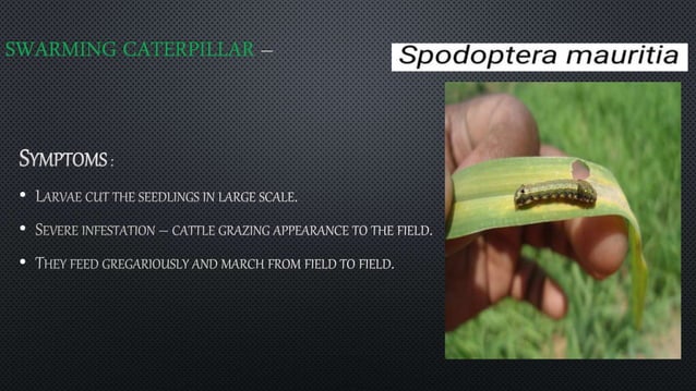 Organic pest management in rice | PPT