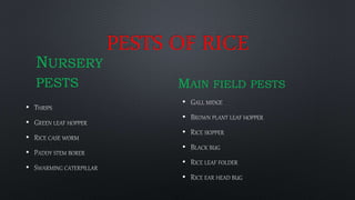 Organic pest management in rice | PPTX