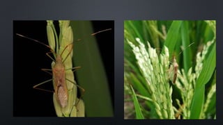 Organic pest management in rice | PPTX