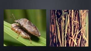 Organic pest management in rice | PPTX