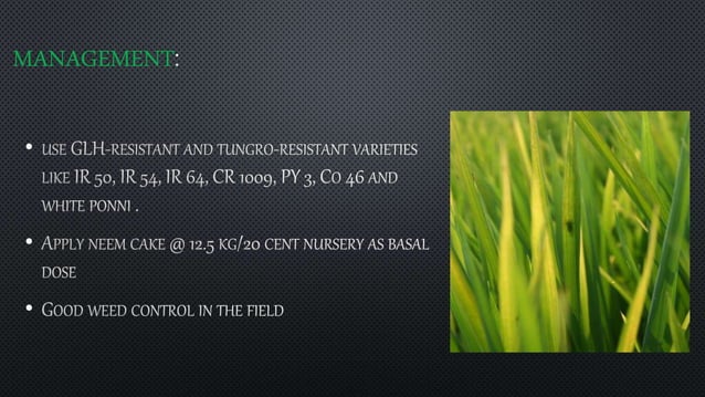 Organic pest management in rice | PPT