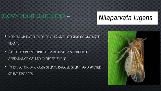 Organic pest management in rice | PPT