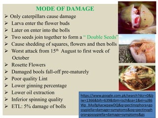 Resistance Management of Pink bollworm in Transgenic Cotton | PPTX