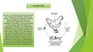 Parasitologia veterinaria hermanos tremarodos y cestodos | PPTX