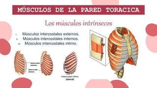 MUSCULOS DE TORAX Y ABDOMEN ANATOMIA MUSCULAR | PPTX