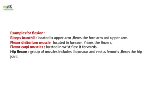 FLEXORS AND EXTENSORS presented by M.Pragna Deepika | PPT