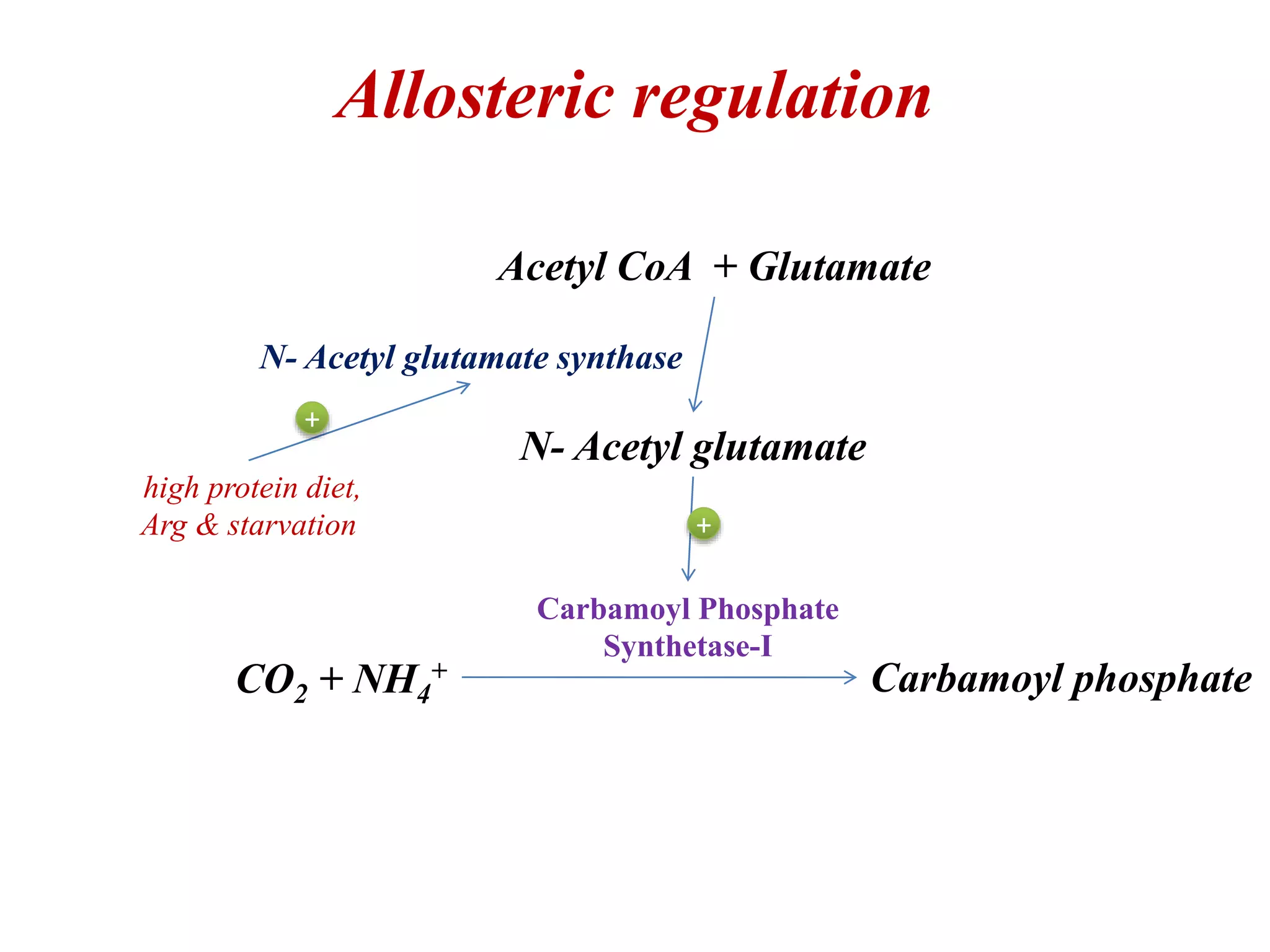 AAM-3: Ammonia disposal (Urea cycle ) | PPT