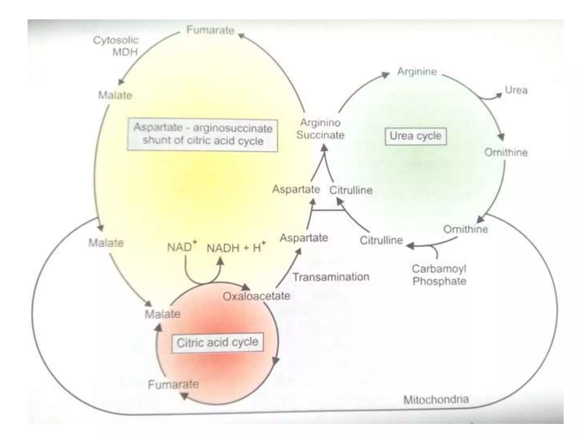 AAM-3: Ammonia disposal (Urea cycle ) | PPT