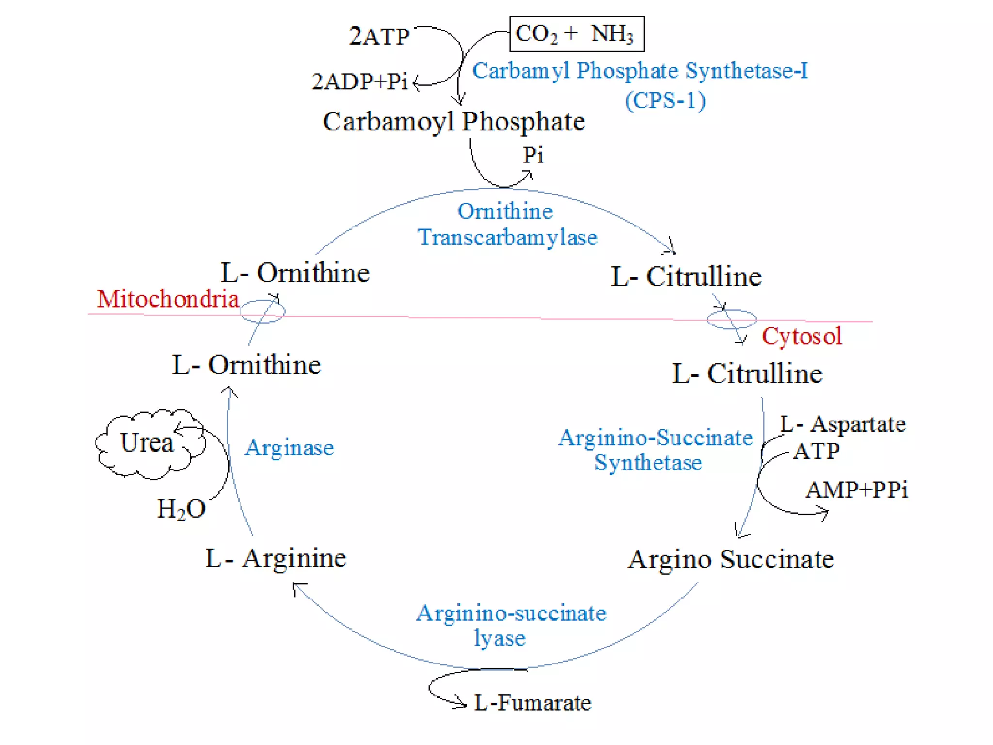 AAM-3: Ammonia disposal (Urea cycle ) | PPT