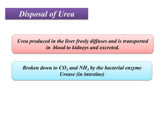 AAM-3: Ammonia disposal (Urea cycle ) | PPT