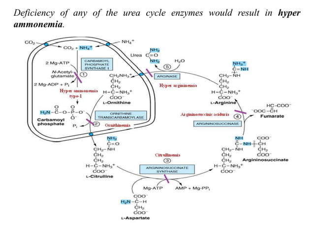 AAM-3: Ammonia disposal (Urea cycle ) | PPT