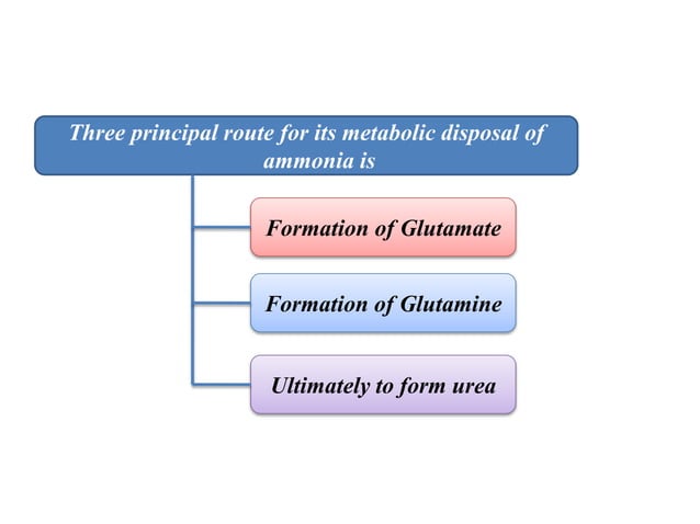 AAM-3: Ammonia disposal (Urea cycle ) | PPT