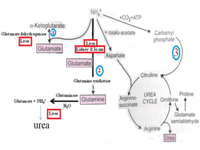 AAM-3: Ammonia disposal (Urea cycle ) | PPT
