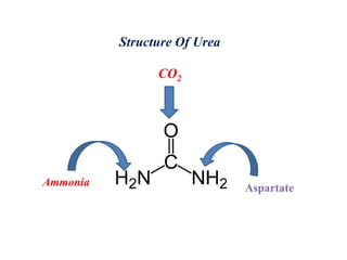AAM-3: Ammonia disposal (Urea cycle ) | PPT