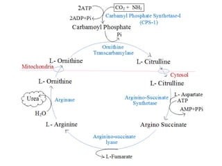 AAM-3: Ammonia disposal (Urea cycle ) | PPT